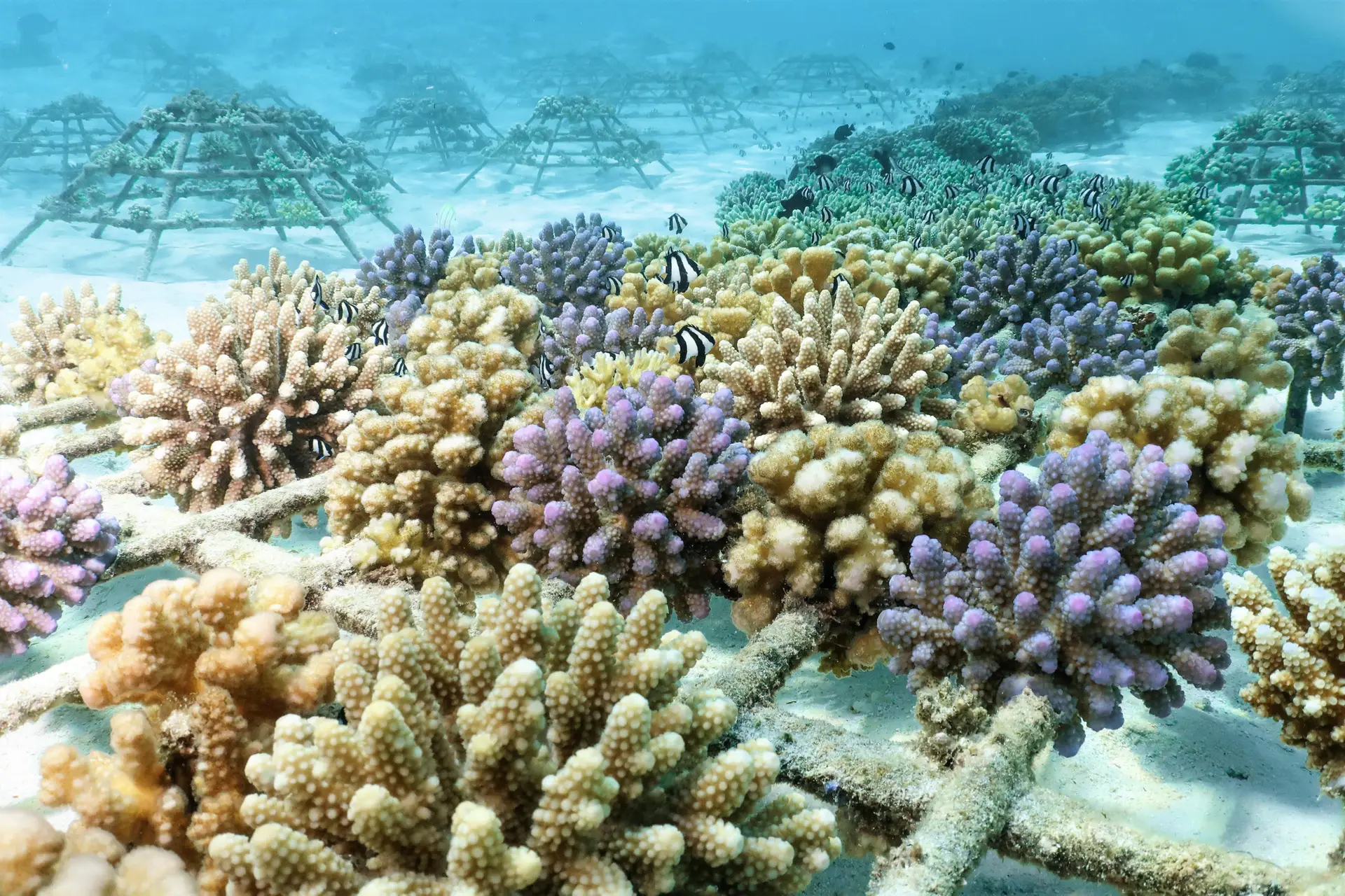 The Coral Planters - Ensemble, plantons les coraux de demain