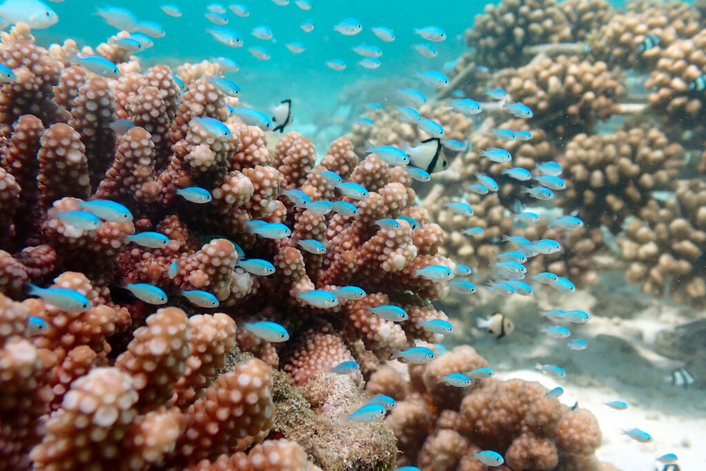 The Coral Planters - Ensemble, plantons les coraux de demain