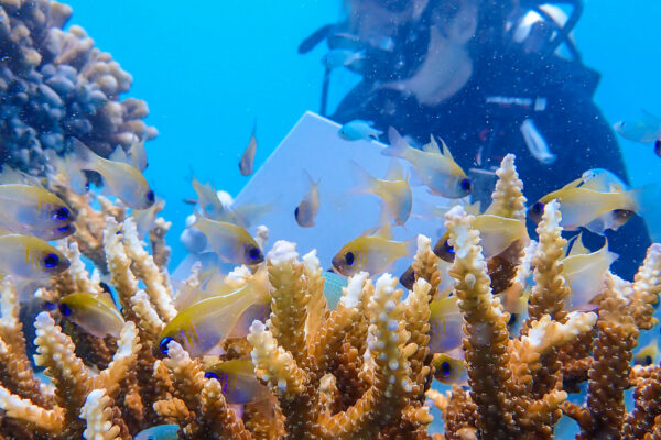 Home - The Coral Planters