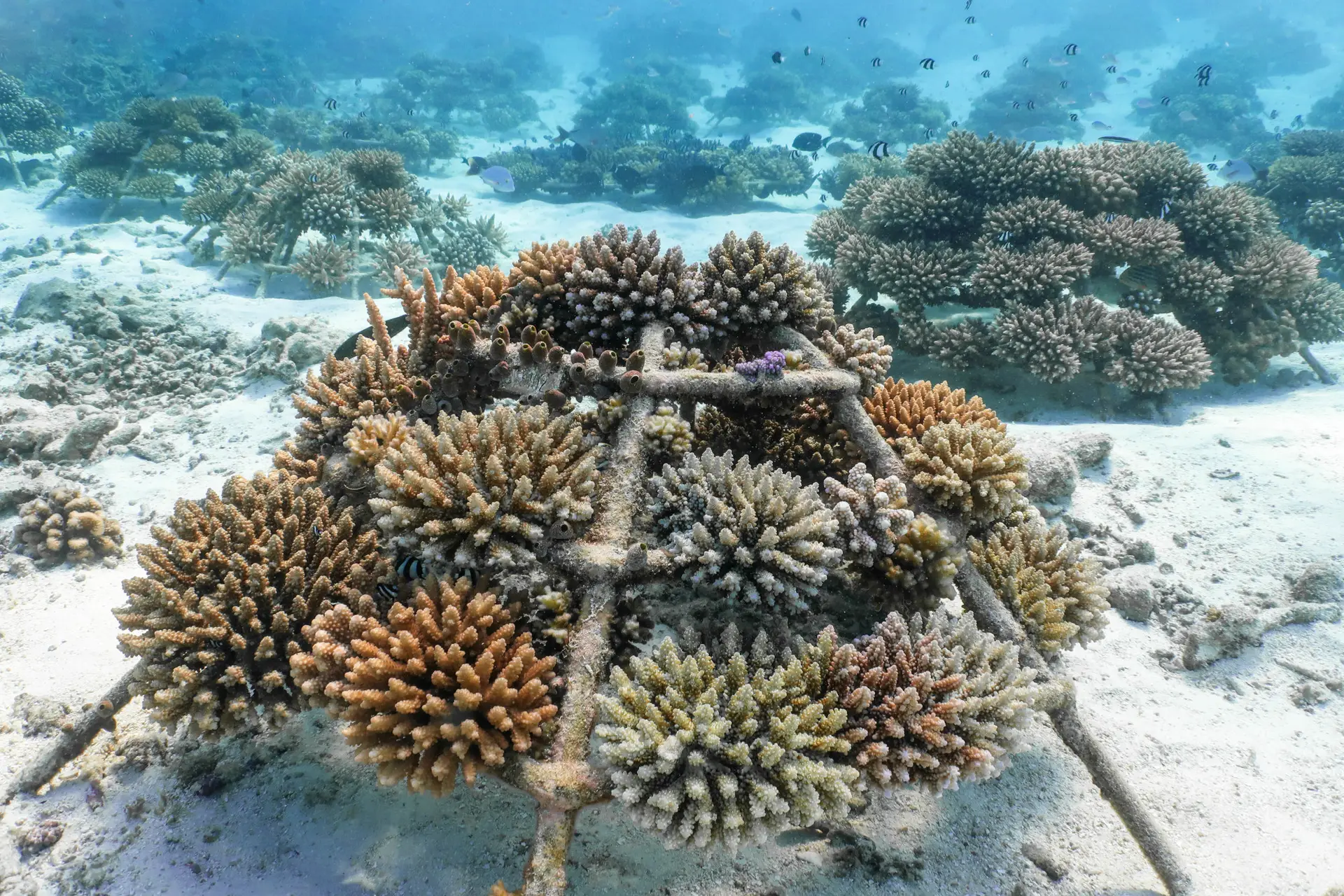 Blog - The Coral Planters