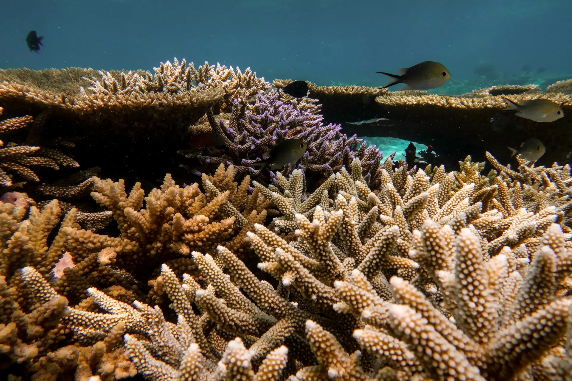 Nos Ambassadeurs The Coral Planters