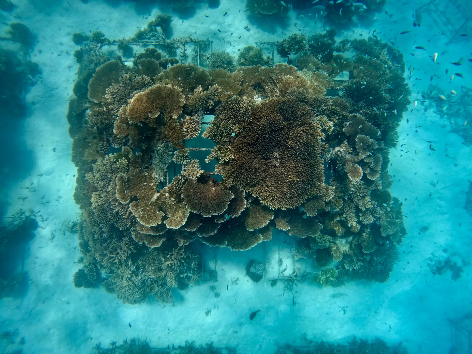 WE ARE ALL CORAL PLANTERS : notre plaidoyer pour l'Océan