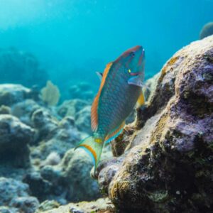 Poisson-perroquet : Gardien coloré des récifs coralliens
