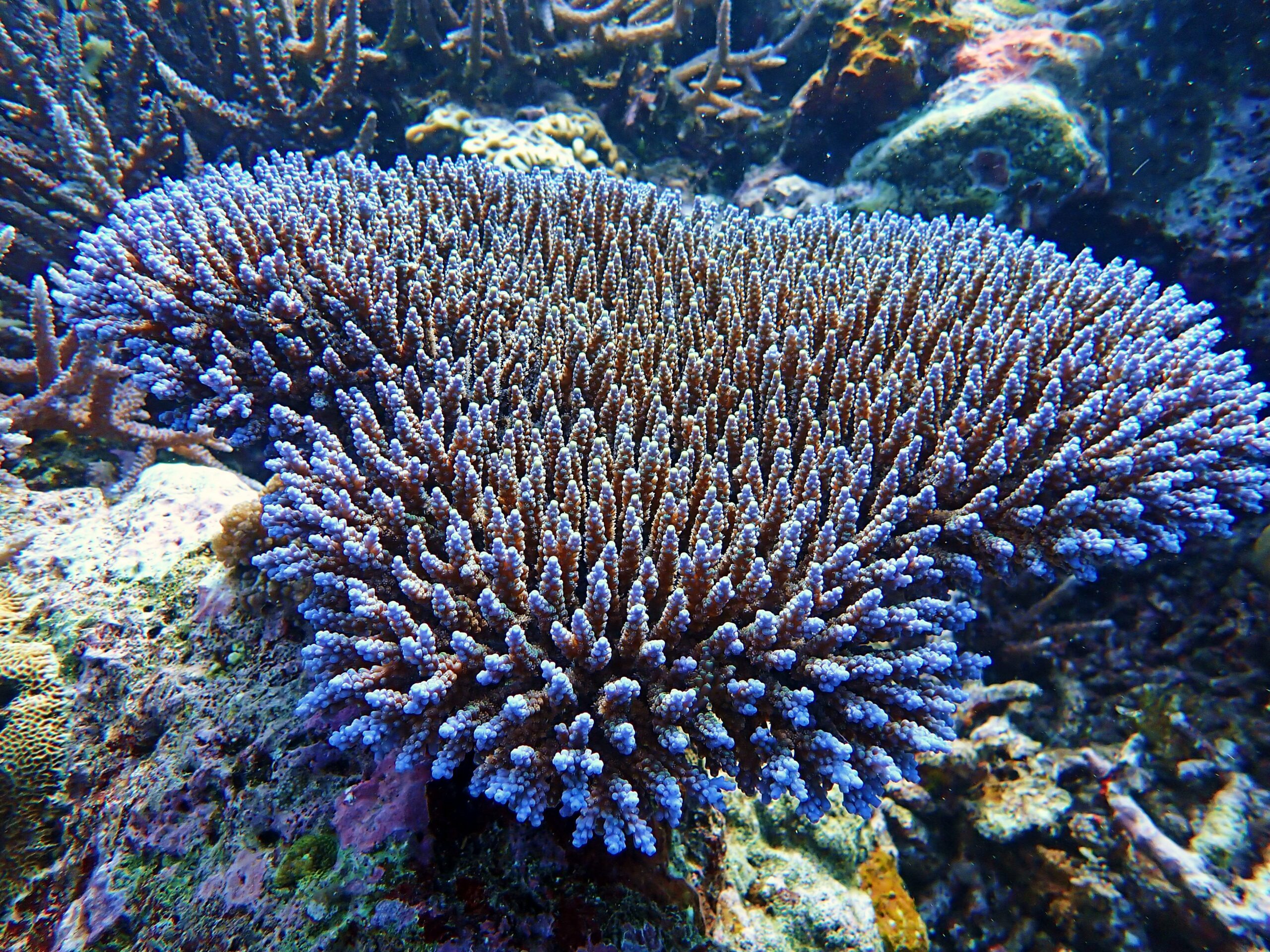 Our impact - The Coral Planters