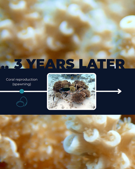 Adopt a Coral - The Coral Planters