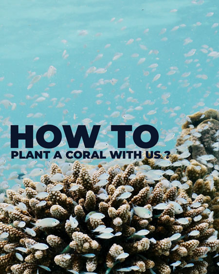Adopt a Reef - The Coral Planters